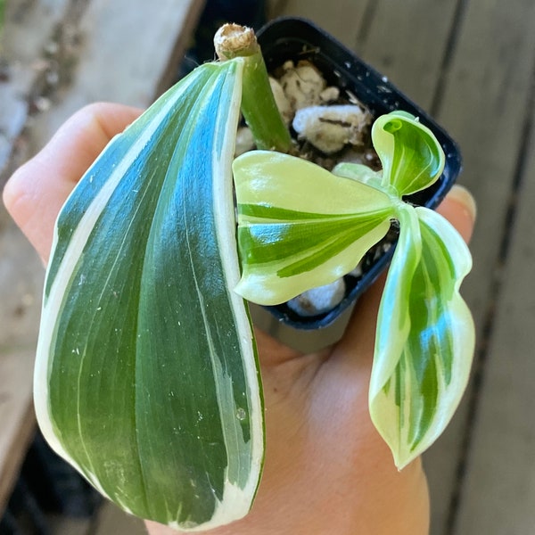 Spiral Ginger Plant - Etsy