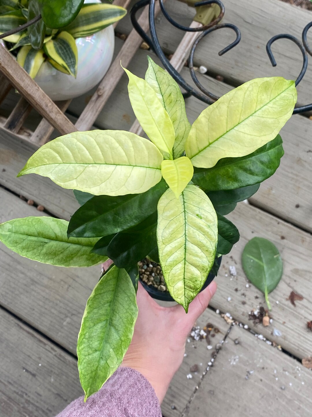Hoya Multiflora Albo Variegated Hoya Multiflora Hoya - Etsy