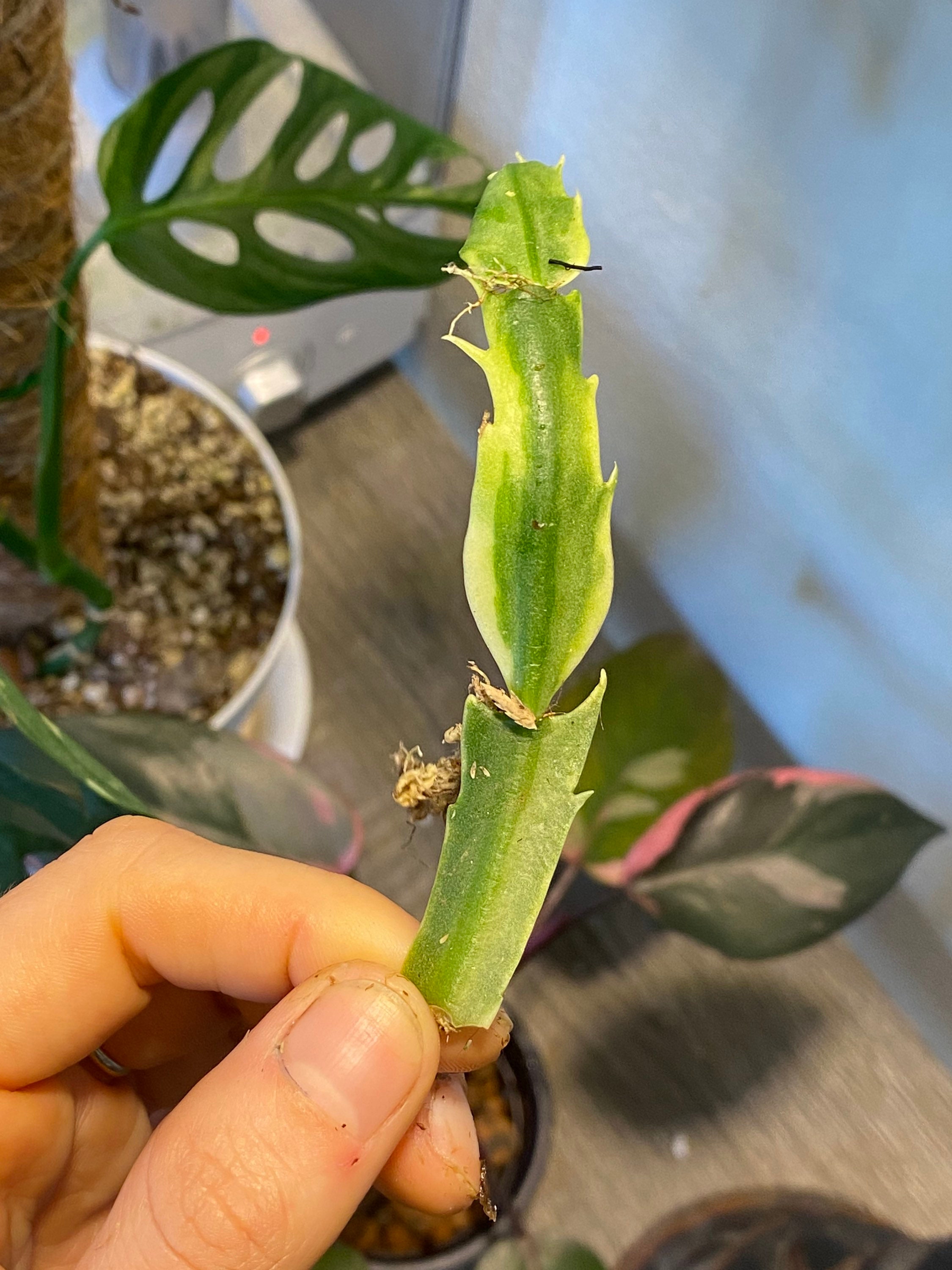 Schlumbergera Truncata Variegata Variegated Christmas Cactus - Etsy