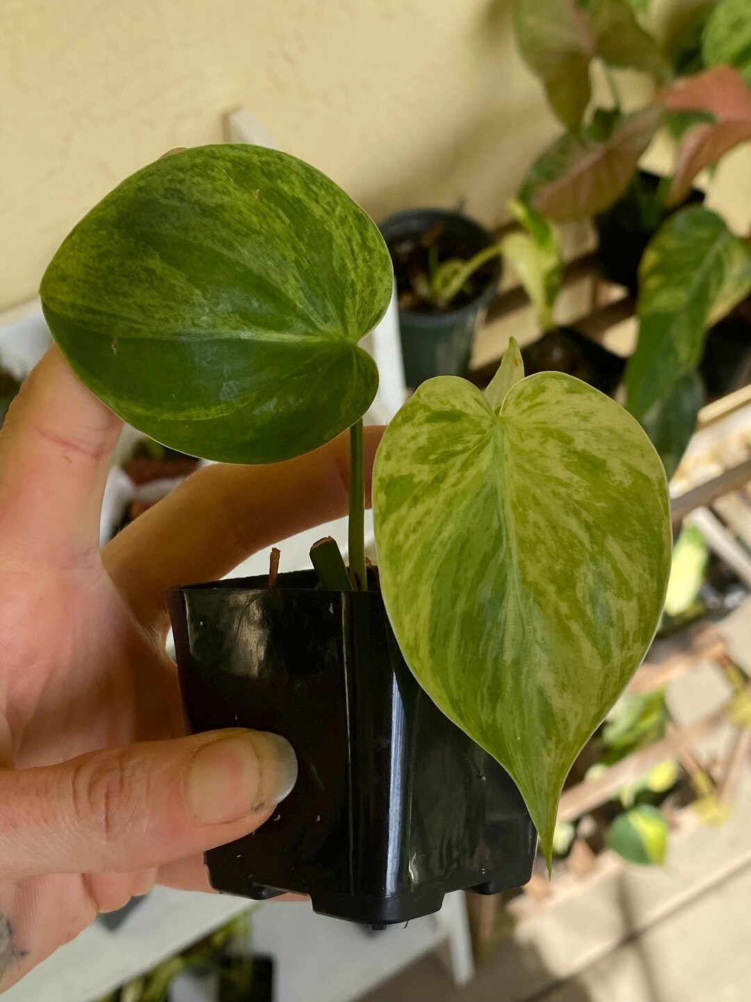 Fully Rooted Variegated Heartleaf Philodendron philodendron Hederaceum ...