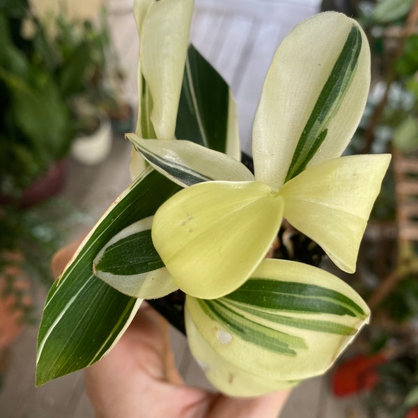 Spiral Ginger Plant - Etsy