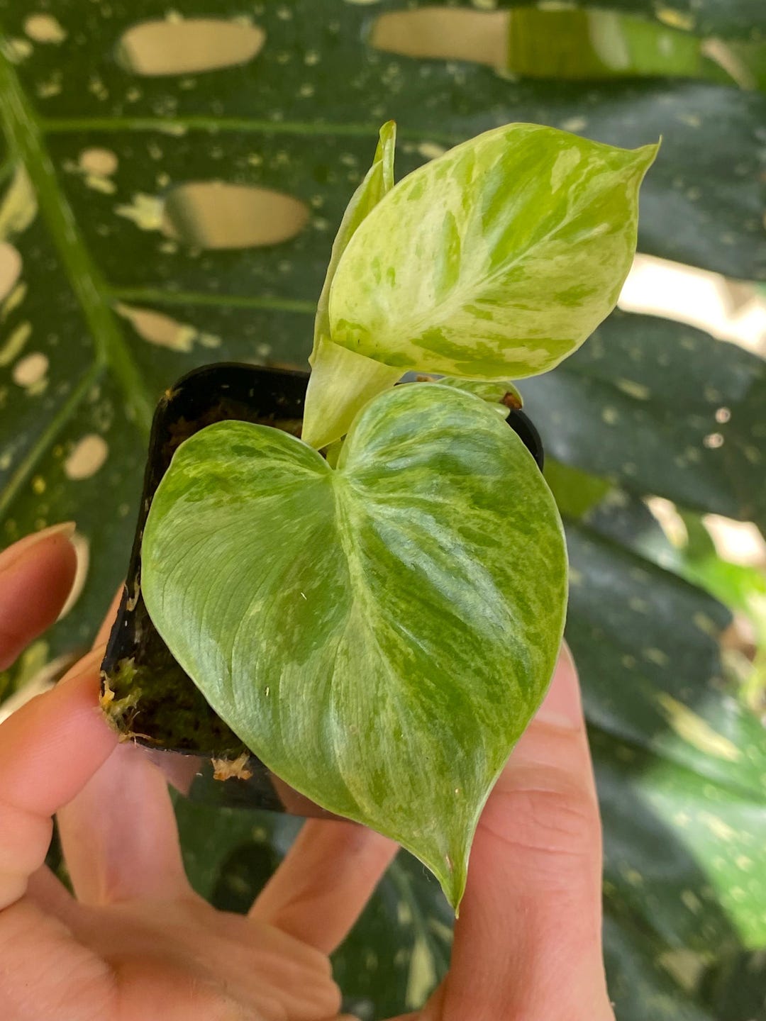 Fully Rooted Variegated Heartleaf Philodendron philodendron Hederaceum ...