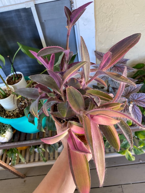 Succulents Floral & Garden Crafts Variegated Purple Heart/ Variegated ...