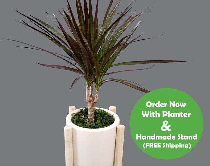 Dragon Tree Dracaena Marginata Sunray Plant Madagascar | Etsy