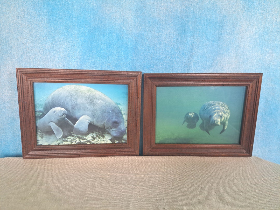 Vintage 80s or 90s Small Framed Manatee Photo Prints, Sea World, Marine ...