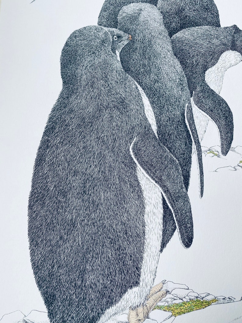 Peter Parnall Limited Edition Signed Serigraph adelie Penguins - Etsy