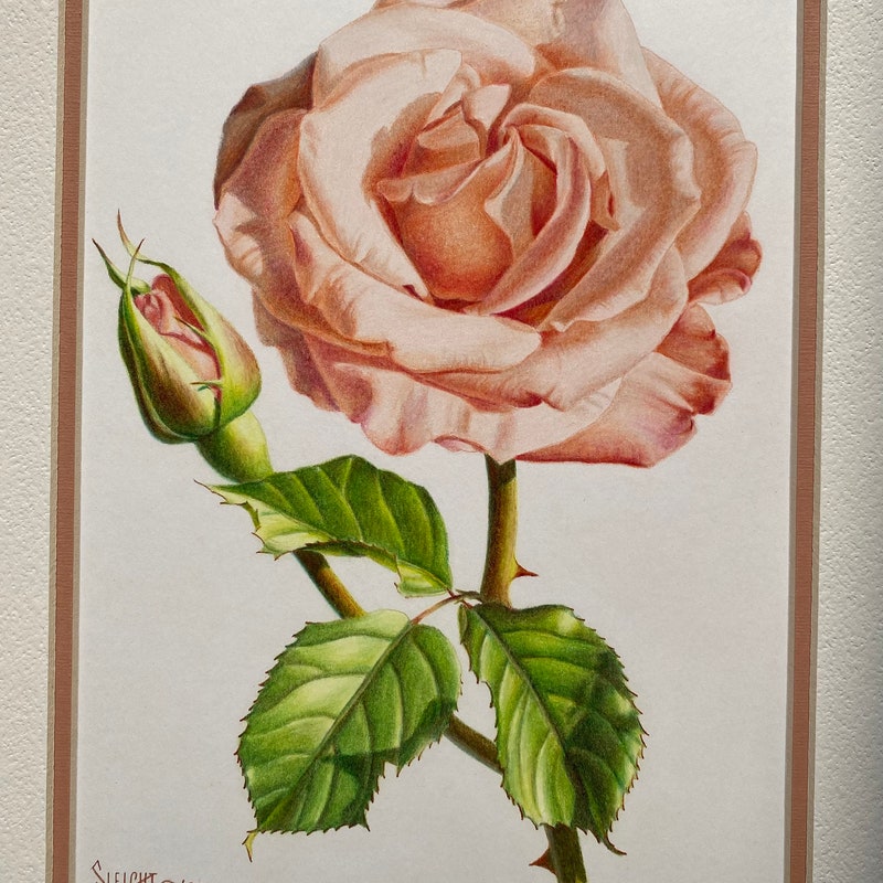 Rose Pencil Drawing - Etsy
