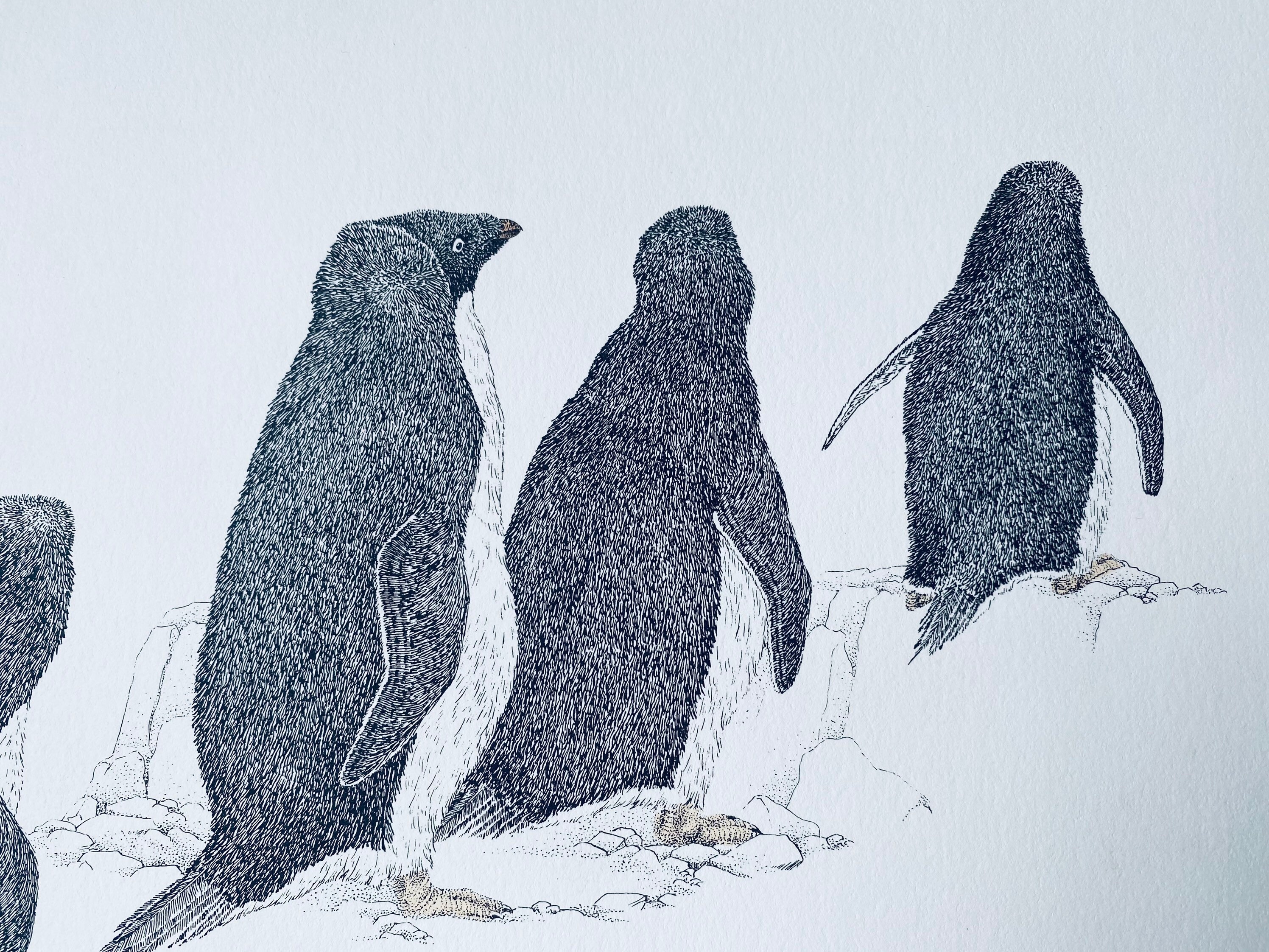 Peter Parnall Limited Edition Signed Serigraph adelie Penguins - Etsy