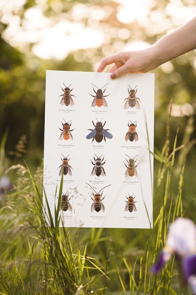 Bee Poster | Art Print With Drawings of Twelve Native Bee Species ...