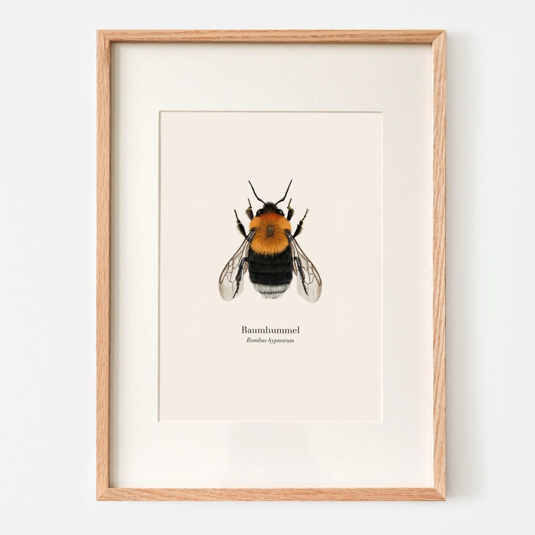Affiche Bourdon - Bourdon arboricole (Bombus hypnorum) - Impression d ...