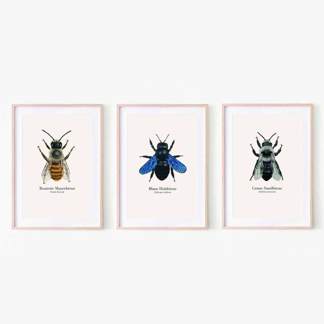 Set of 3 Posters of Native Wild Bees, Bee Poster Set, Customizable ...