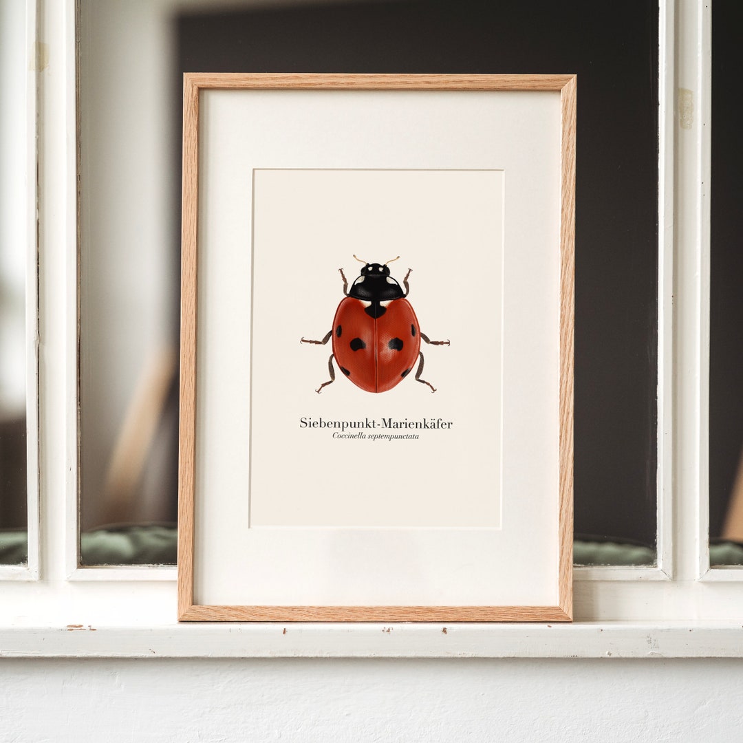 Ladybug Picture, Ladybug Poster A4, Optionally Framed or With a Poster ...