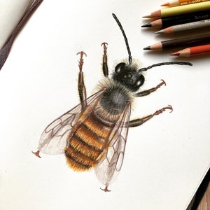 Bee Poster | Art Print With Drawings of Twelve Native Bee Species ...