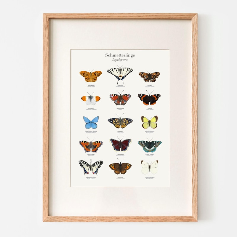 Butterfly Lithograph - Etsy