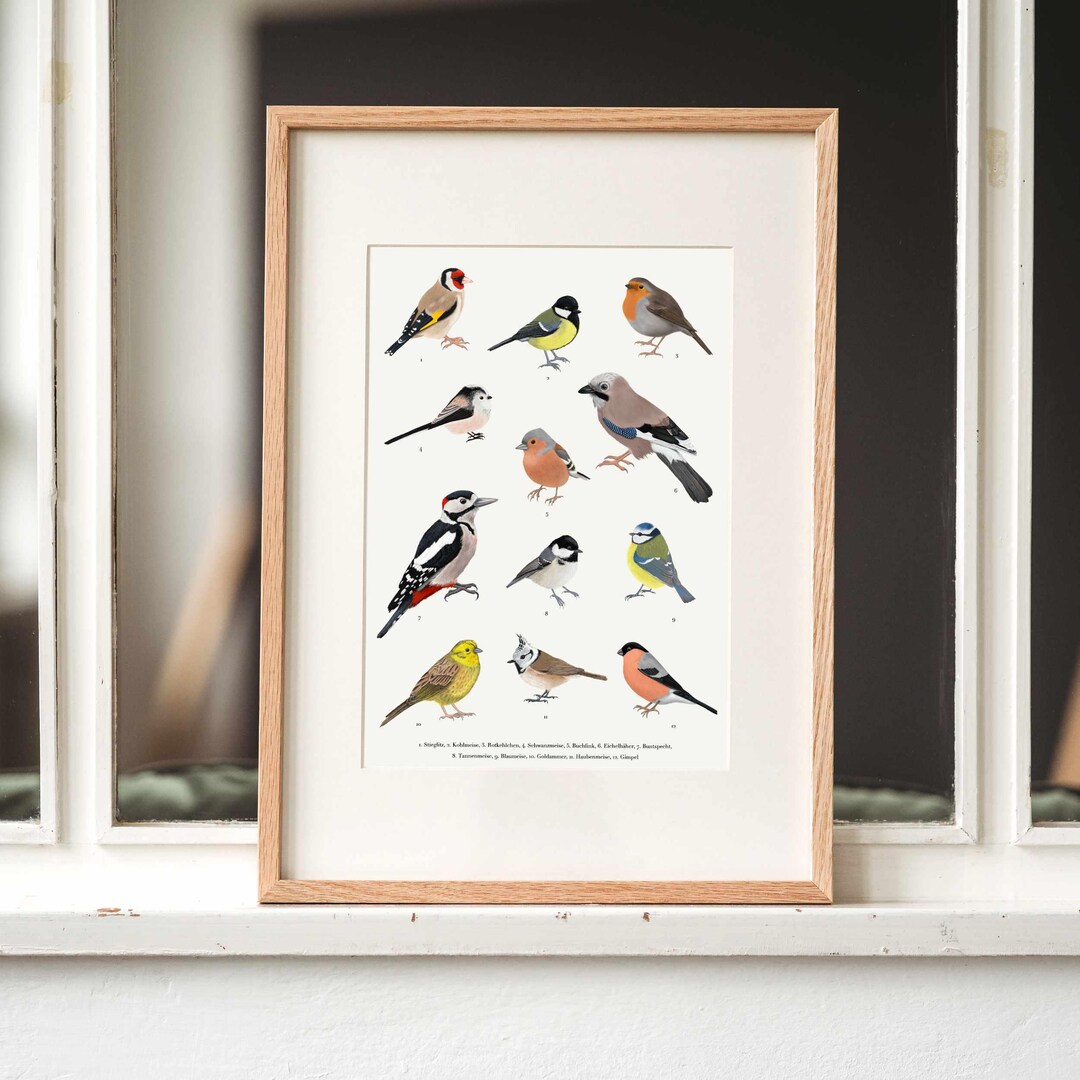 Native Birds Poster A4/A3 – Hand-drawn & Sustainable | Nature Poster ...