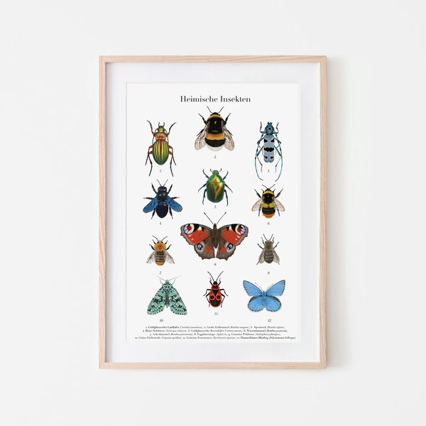 Insect Poster - Etsy