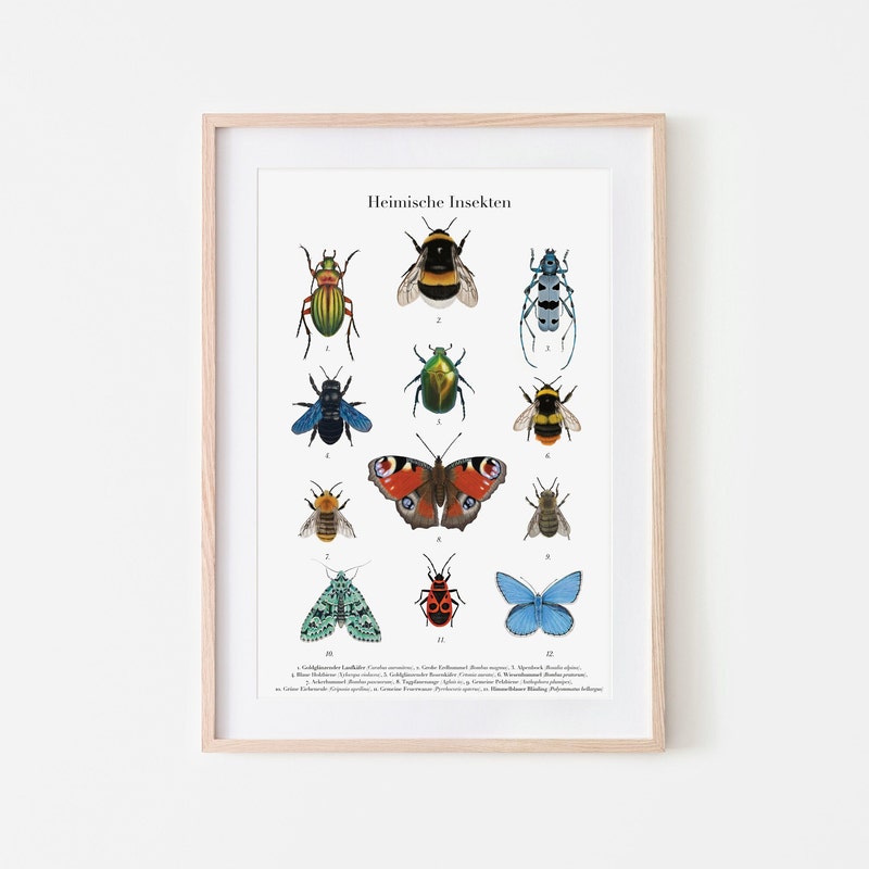 Insect Poster - Etsy