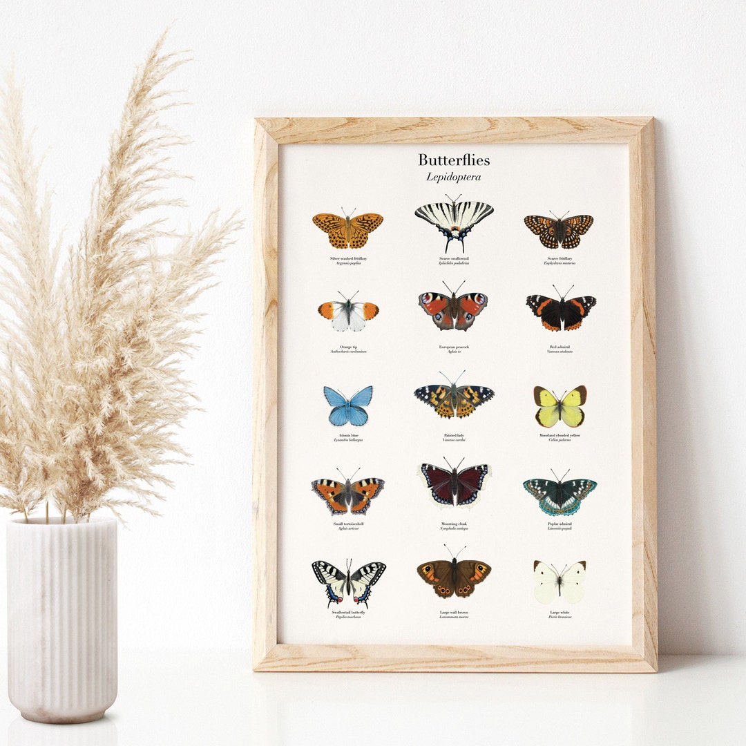 Poster Native Butterflies A3 A4, Nature Print english and Latin - Etsy