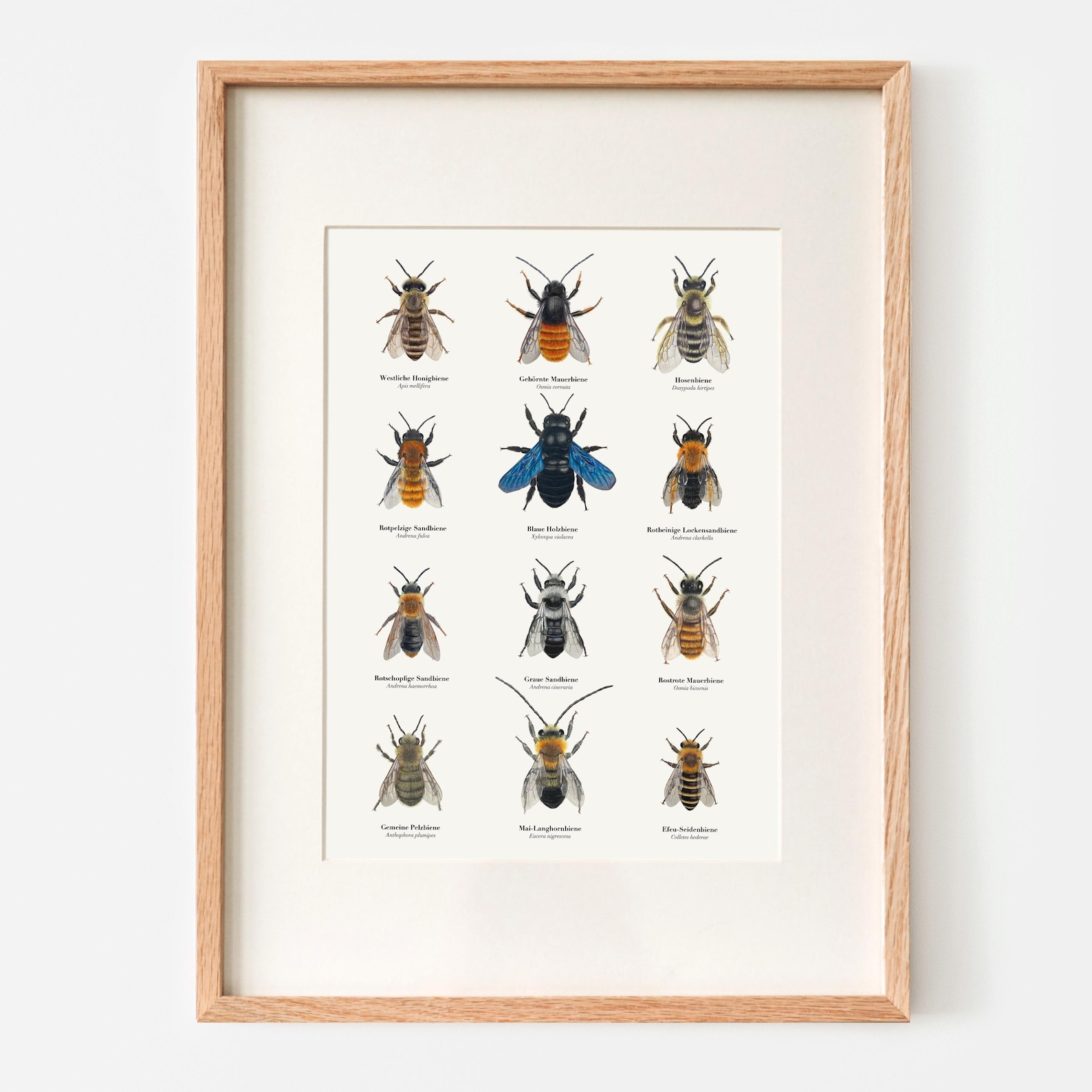 Bee Poster | Art Print With Drawings of Twelve Native Bee Species ...