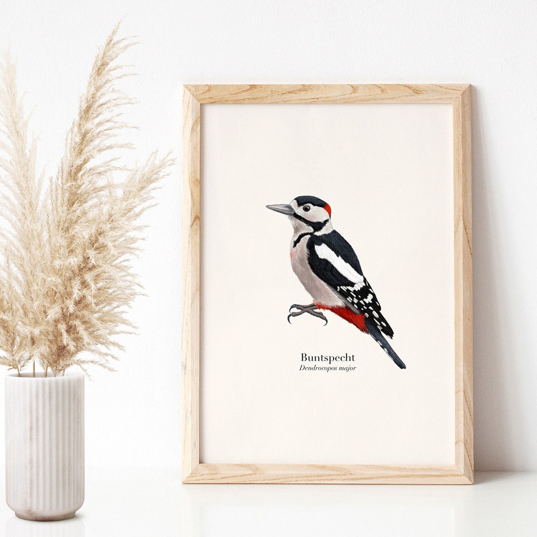 Bird Poster A4 Great Spotted Woodpecker Drawing - Etsy