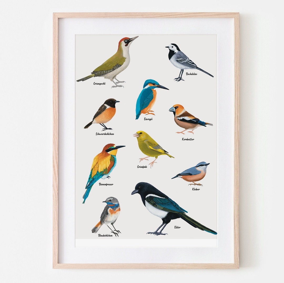 Poster Native Birds, Poster Birds A4 A3, Optionally Framed or With a ...