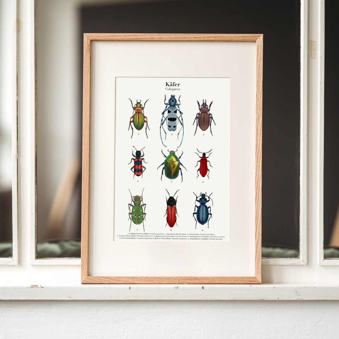 Beetle Poster A4 | A3, Nature Print Optionally Framed or With a Poster ...