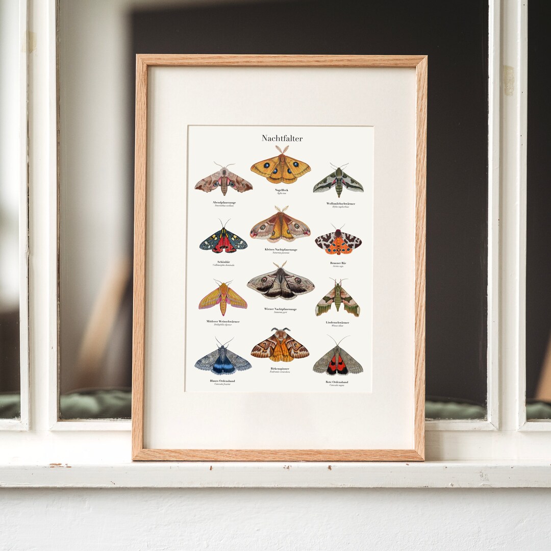Moth Poster With Twelve Moths A3/A4 german and Latin, Optionally Framed ...
