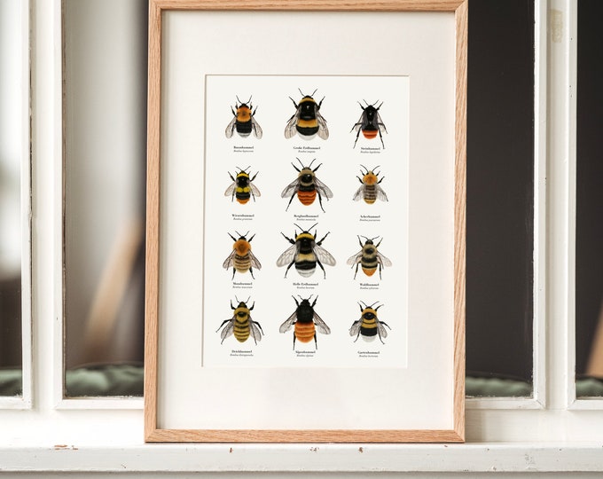 Bumblebee Species Art Print A4 Bee Poster - Etsy