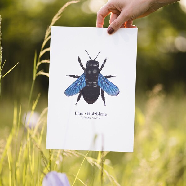 Carpenter Bee - Etsy