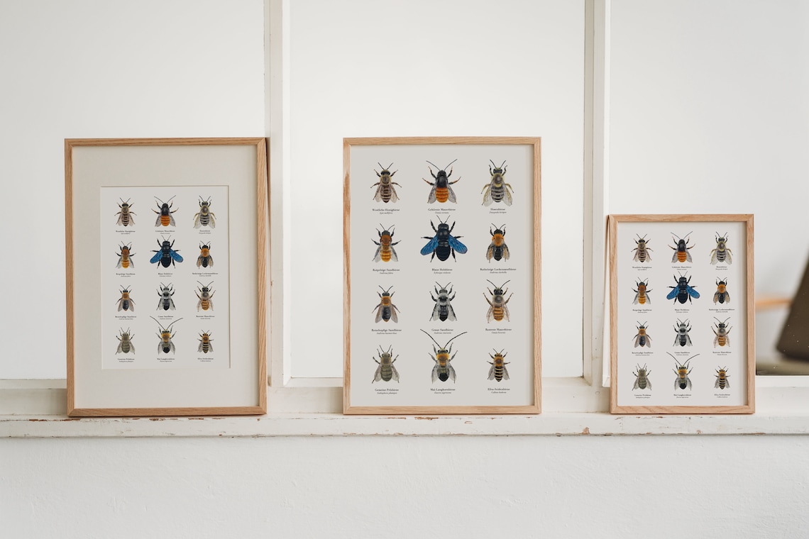 Bee Poster | Art Print With Drawings of Twelve Native Bee Species ...