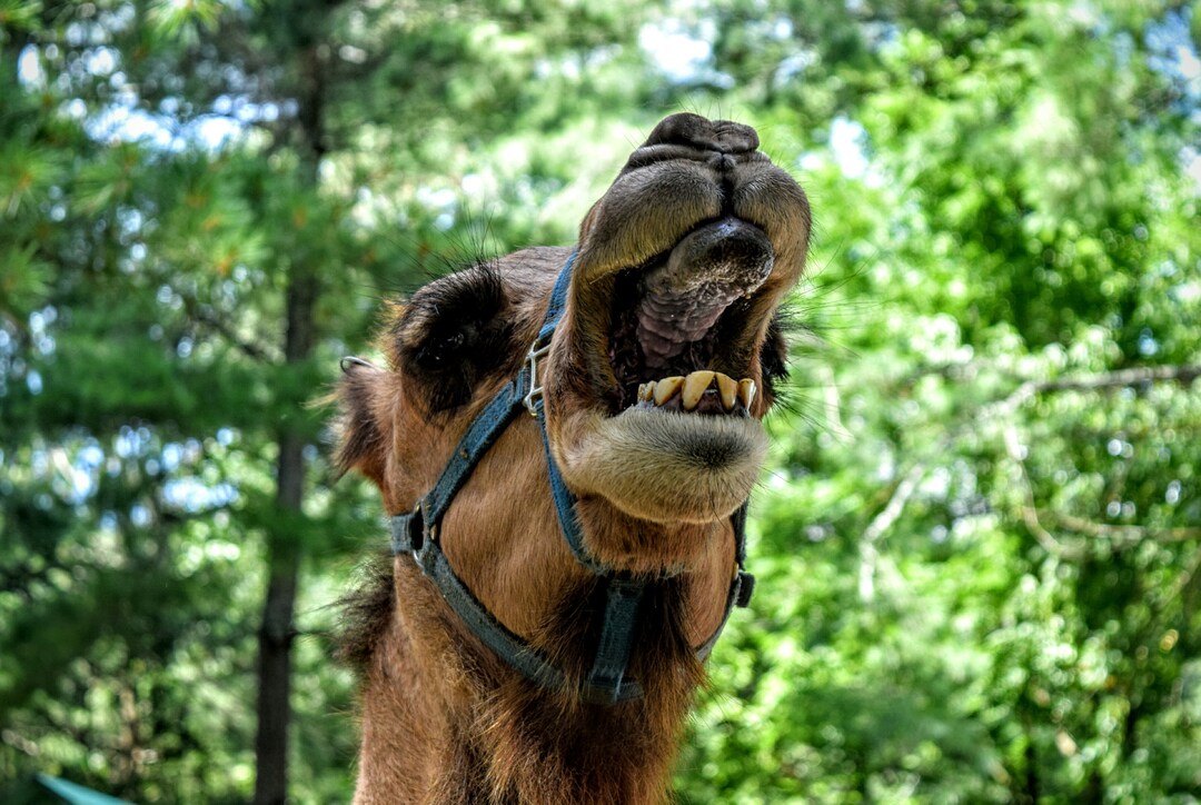 Talking Camel Photo - Etsy