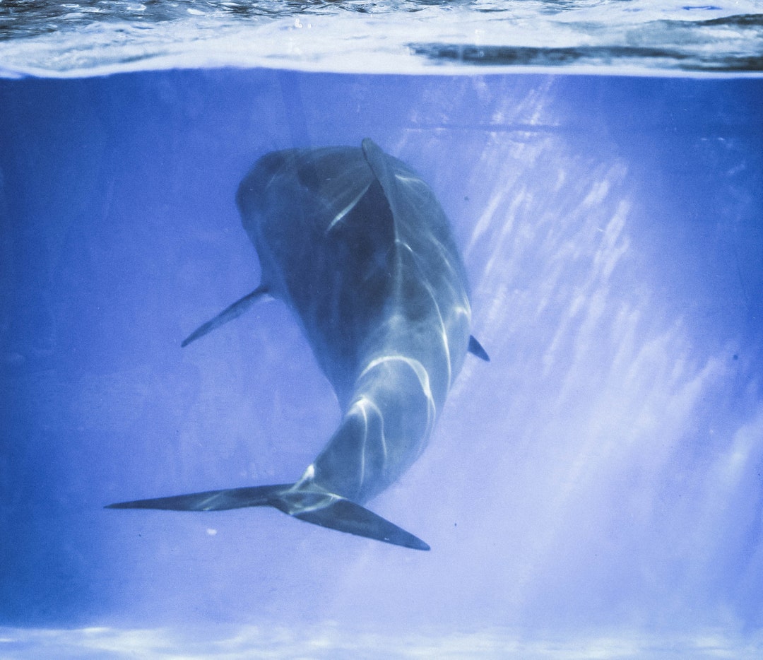 Underwater Life Photo - Etsy