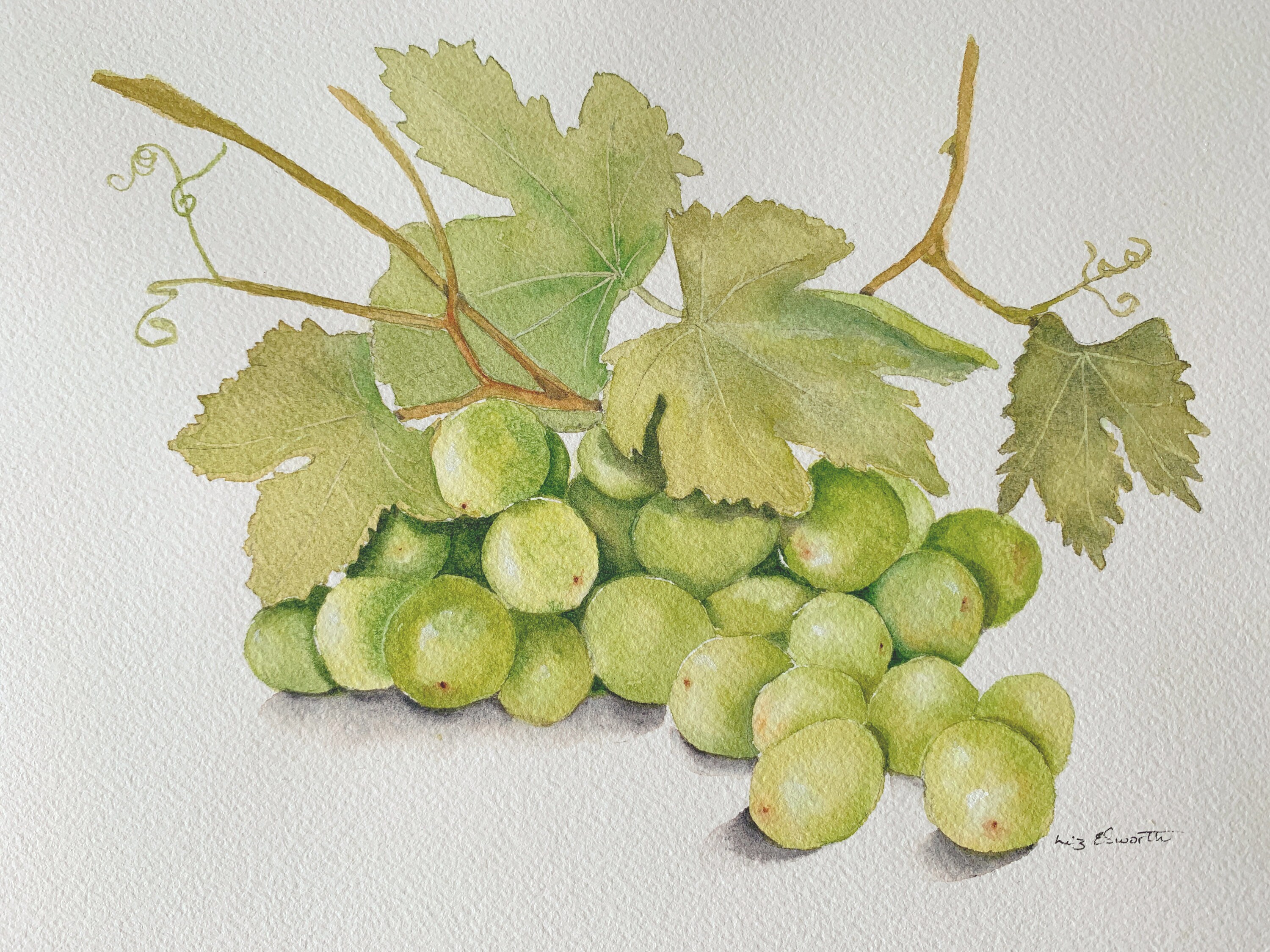 Original Watercolour Modern Botanical Painting Green Grapes - Etsy.de