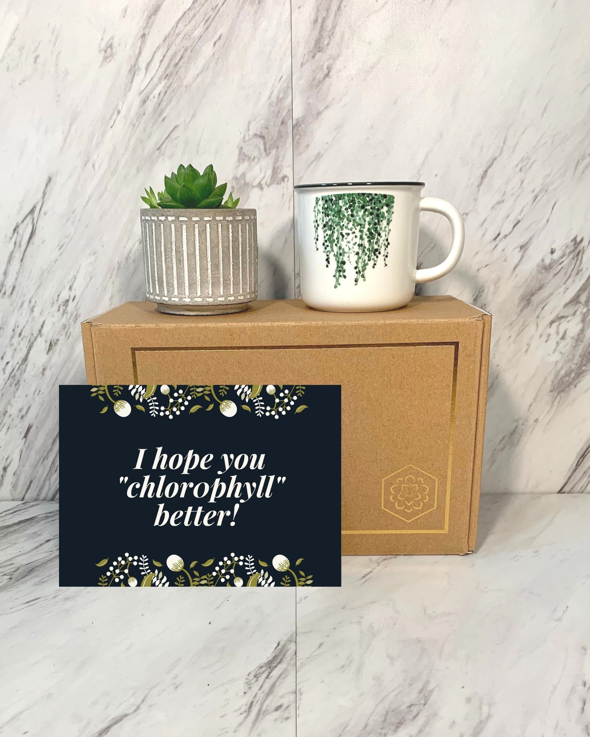 Chlorophyll Better Succulent Gift Box with Ceramic Plant Mug. | Etsy