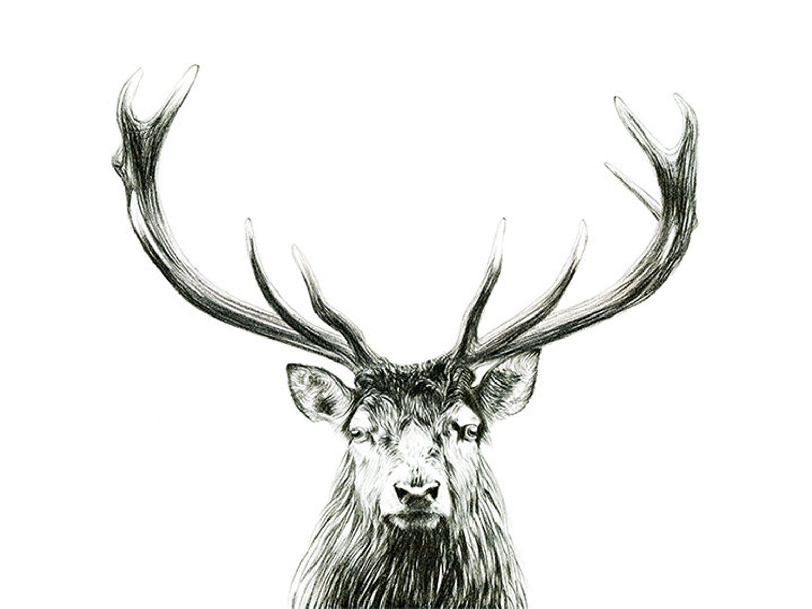 Red Deer, Rustic Cabin Print, Stag Print, Stag, Buck Head Drawing, Deer ...