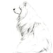 Samoyed, Dog Portrait, Samoyed Drawing Print, Samoyed Wall Art, Black ...