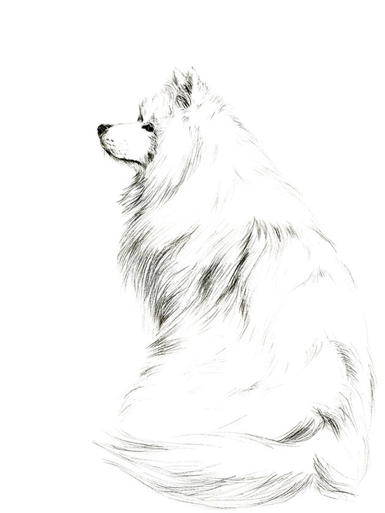 Samoyed Dog Portrait Samoyed Drawing Print Samoyed Wall - Etsy