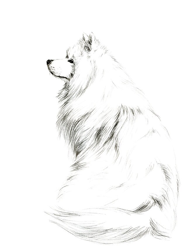 Samoyed Dog Portrait Samoyed Drawing Print Samoyed Wall - Etsy