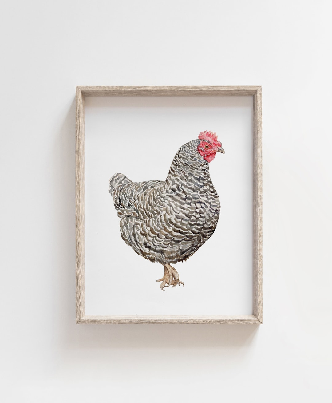 Barred Rock Chicken Watercolor Art Print | Chicken Painting | Chicken ...