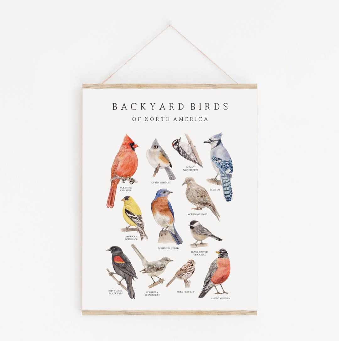 Backyard Birds of North America Watercolor Print | Nature Chart | Bird ...