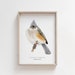 Backyard Birds of North America Watercolor Print | Nature Chart | Bird ...