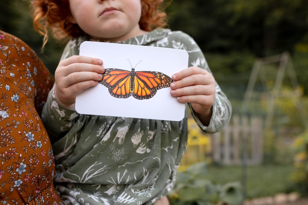 Butterfly and Caterpillar Learning Cards | Montessori Insect Flashcards ...
