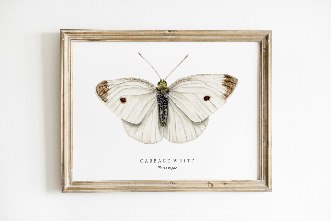 Cabbage White Butterfly Watercolor Art Print | Butterfly Painting ...