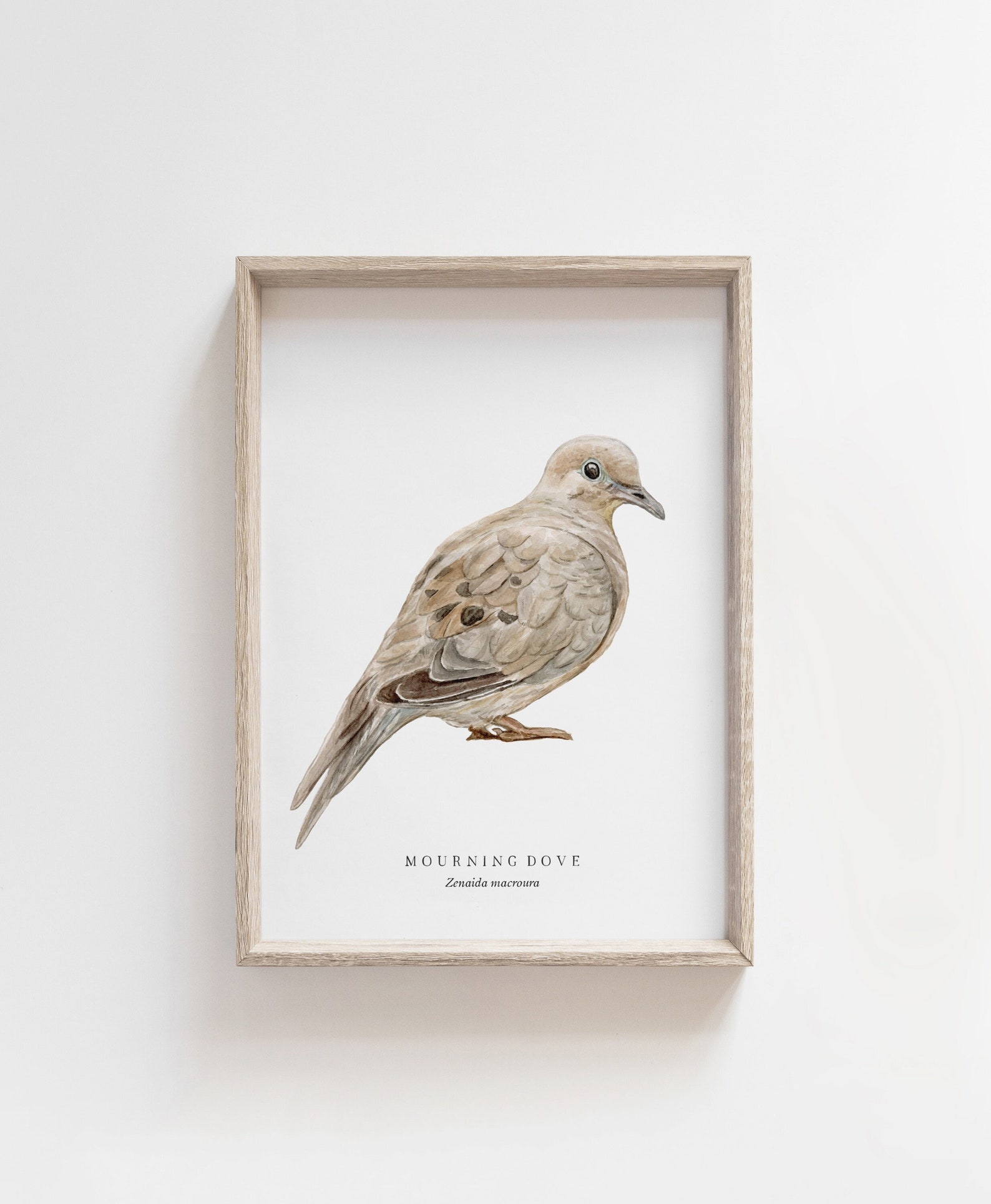 Mourning Dove Watercolor Print | Backyard Bird Painting | Birds of ...