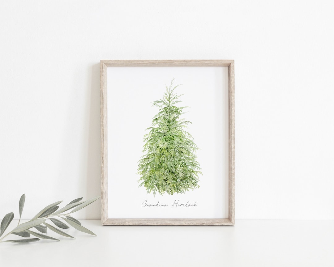 Canadian Hemlock | Winter Trees Watercolor Print | Watercolor Christmas ...
