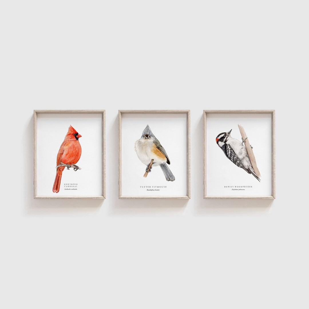 Set of 3 Backyard Birds of North America Watercolor Art Prints | Bird ...