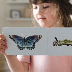 Butterfly and Caterpillar Learning Cards | Montessori Insect Flashcards ...