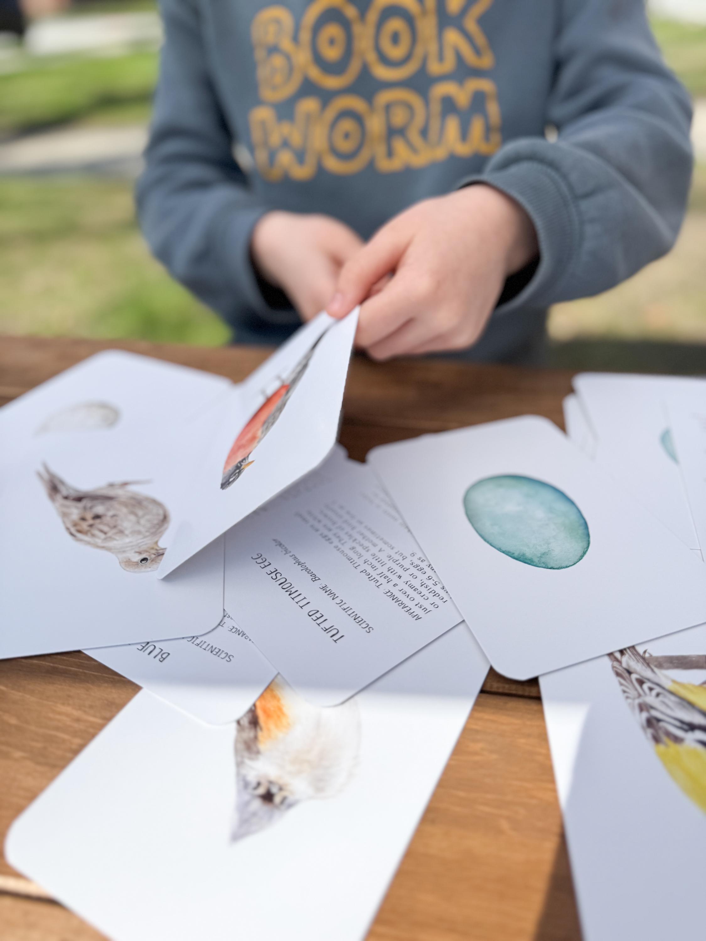 North American Backyard Bird and Egg Learning Cards | Montessori Bird ...