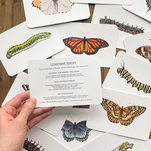 Butterfly and Caterpillar Learning Cards | Montessori Insect Flashcards ...