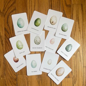 Bird Egg Matching Cards Nature Learning Cards Homeschool Nature Study ...